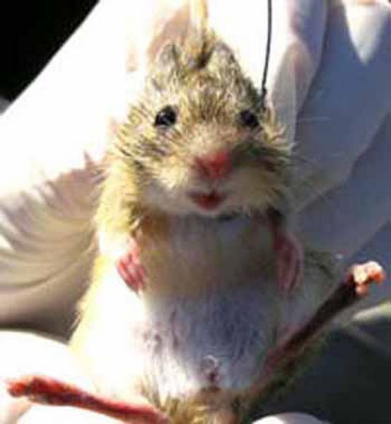 Groups file notice of lawsuit over mouse delisting | SummitDaily.com