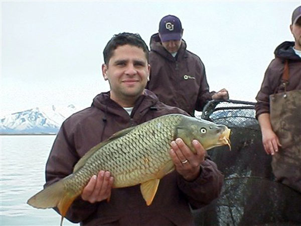 Wanted: Home for 6 million dead carp | SummitDaily.com