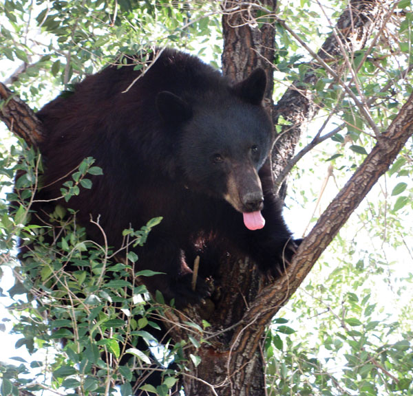 Colorado’s black bears are back in town | SummitDaily.com