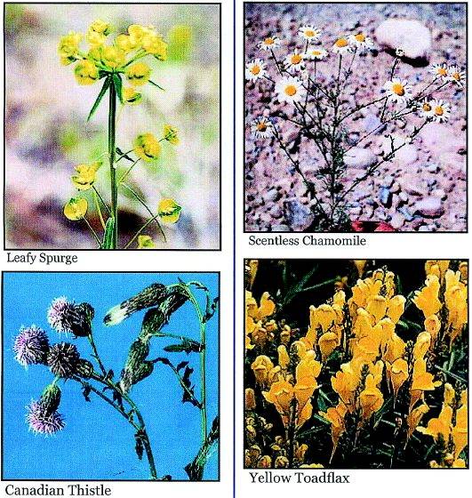 Are these noxious weeds in your yard? | SummitDaily.com