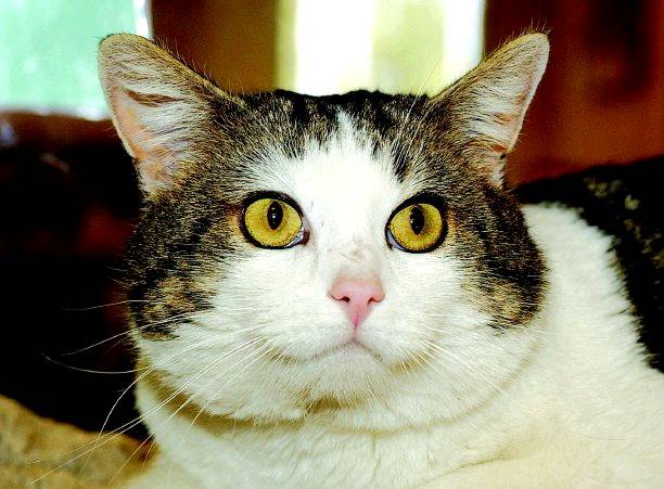 Pets available for adoption in Summit County Cats | SummitDaily.com