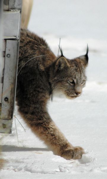 Six Canada lynx released in Colorado’s southwestern mountains ...