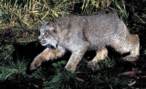 Colorado lynx on reproduction roll | SummitDaily.com