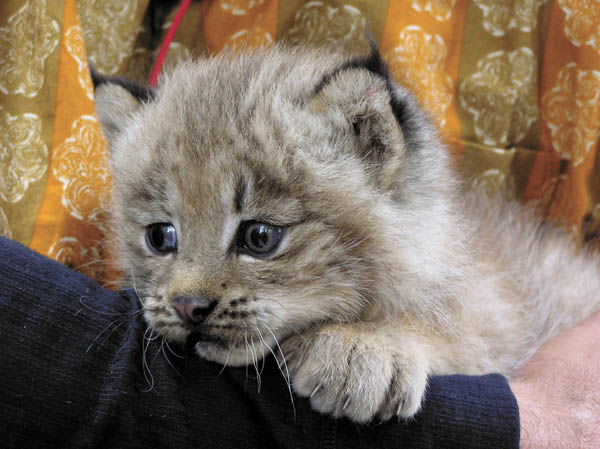 Record year for Colorado lynx | SummitDaily.com