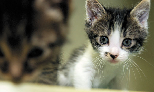 Locals rescue Gulf pets | SummitDaily.com