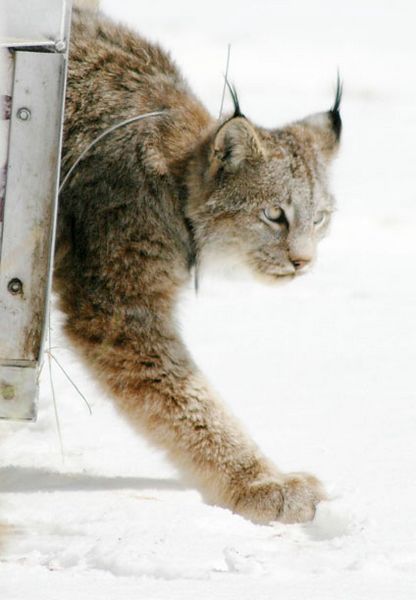 Copper approval includes extensive lynx mitigation | SummitDaily.com