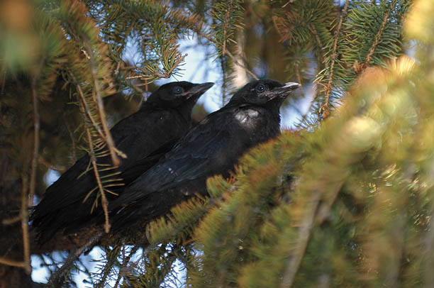 County Crows | SummitDaily.com