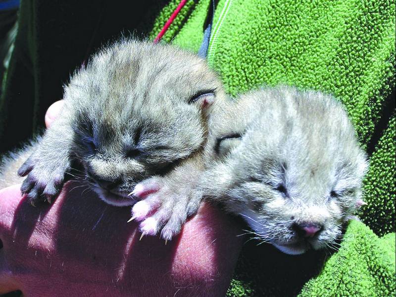 State-born lynx gives birth; milestone in reintroduction plan ...