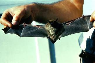 Summit County boy builds bat houses for Eagle Scout project ...