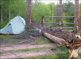 Meet Your Forest: Be aware of the dangers of hazard trees in the forest ...