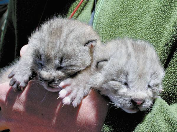 Lynx sightings increase in Tenmile Range | SummitDaily.com