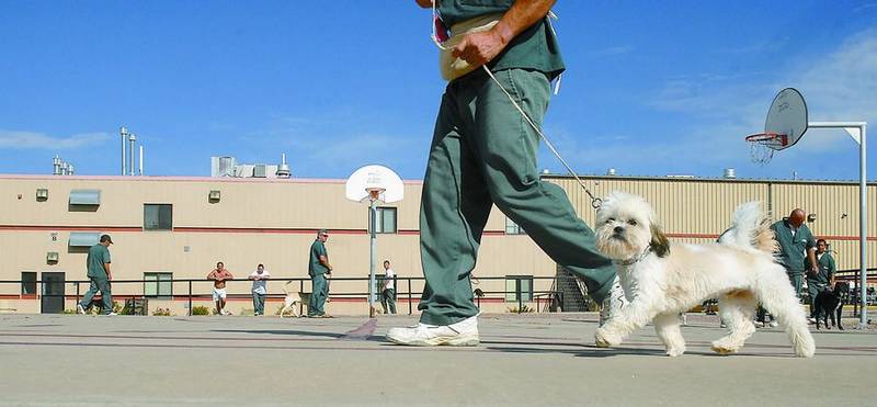 Prisoner-trained shelter dogs get a new lease on life; inmates learn ...