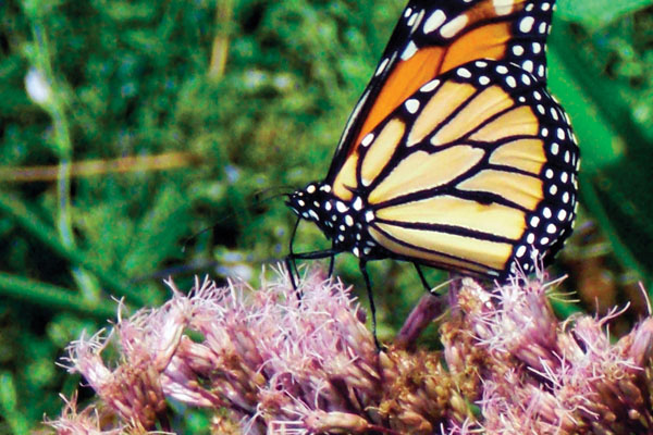 Summit Outside: Make your yard attractive to butterflies | SummitDaily.com