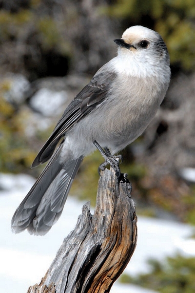 Summit Outside: The mischievous camp robber | SummitDaily.com