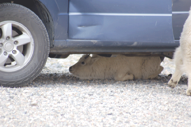Summit Up 5-18-12: Where mountain goats inspect your CV joints ...