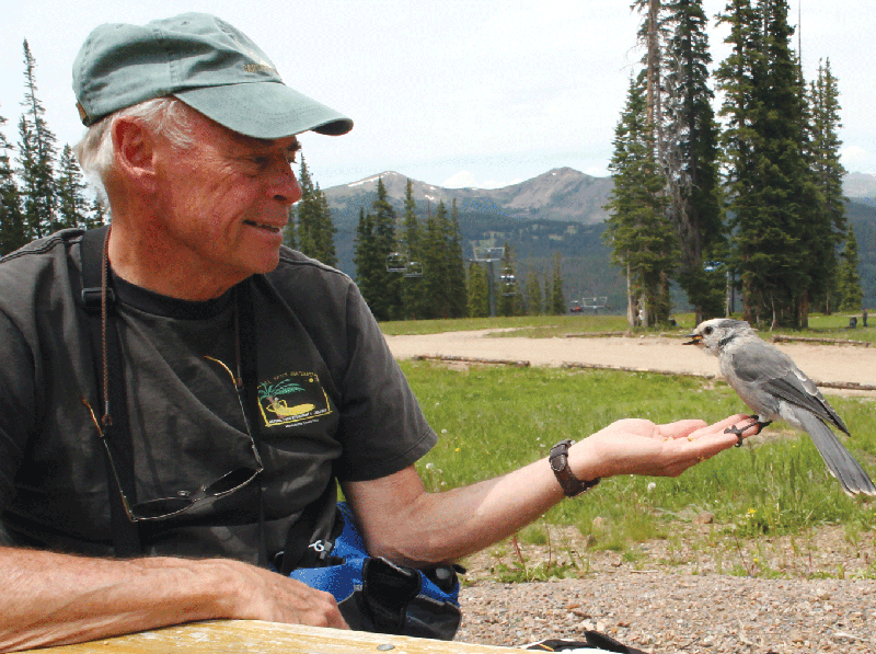 High Country thief: Get to know the Camp Robber, or Gray Jay ...