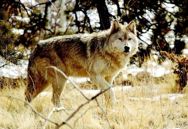 Waiting for wolves | SummitDaily.com