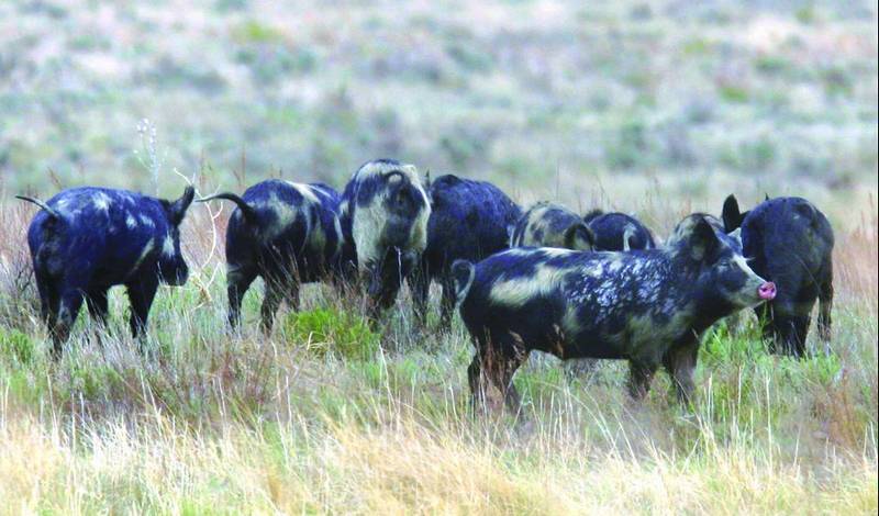 Animals out of control in Colorado | SummitDaily.com