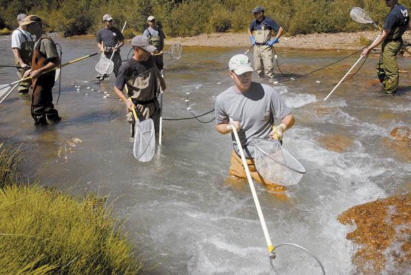 Recent survey confirms the Snake River fish kill | SummitDaily.com