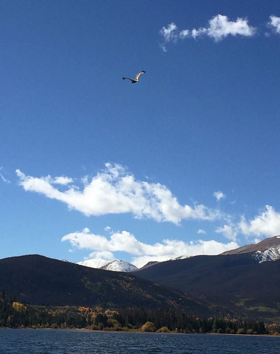 Dillon Reservoir eagle chick, long marooned on island, finally takes ...