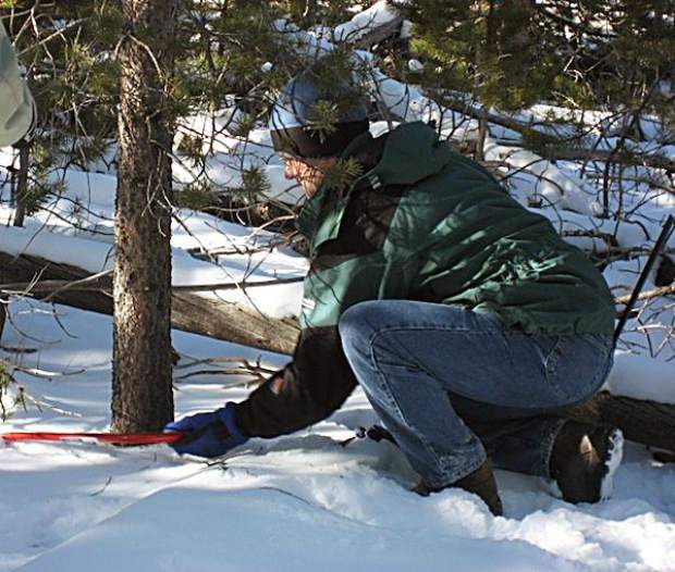 White River National Forest Christmas tree permits now available ...