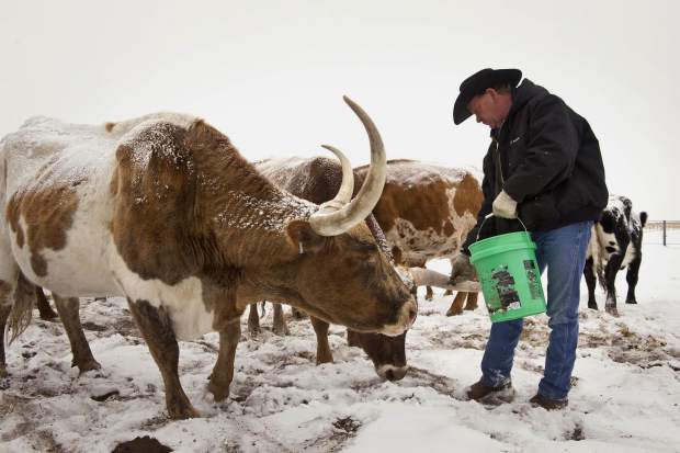 Bovine bluetooth: A ‘Fitbit’ for cows debuts in Colorado stock show ...