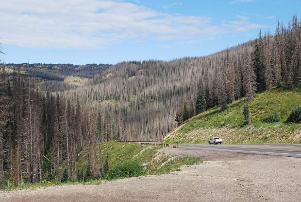 Colorado forest woes increase in ‘16 as Summit braces for new beetle ...