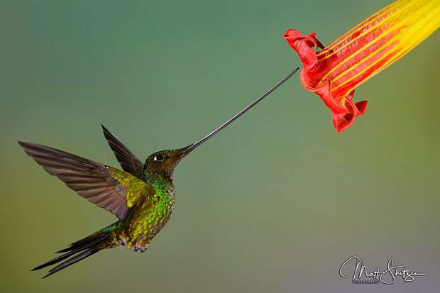 10 mind-blowing facts about hummingbirds from international ...