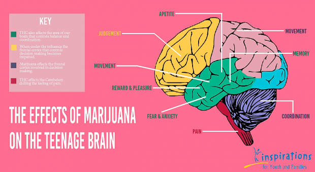 Adolescents may suffer long-term consequences from marijuana use ...