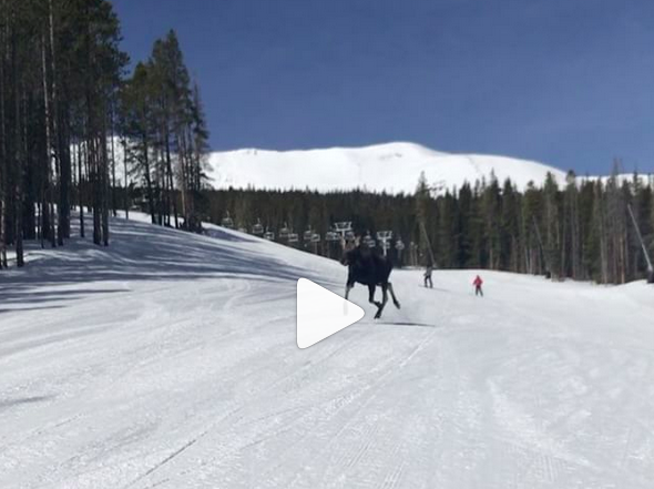 Moose runs down Breckenridge ski slope | SummitDaily.com