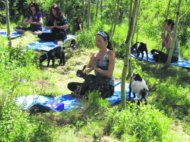 Goat yoga — it’s available in Vail | SummitDaily.com