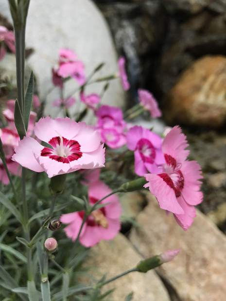 PHOTOS: Summit County Garden Tour features flowers in Frisco ...