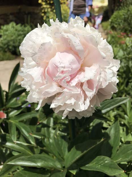 PHOTOS: Summit County Garden Tour features flowers in Frisco ...