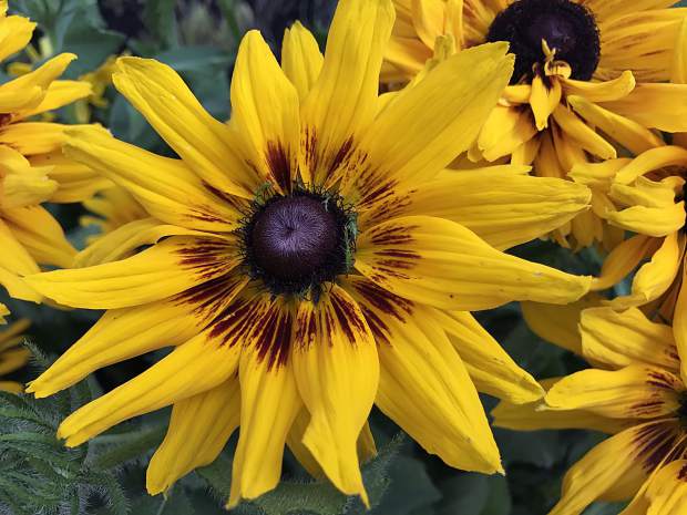 PHOTOS: Summit County Garden Tour features flowers in Frisco ...