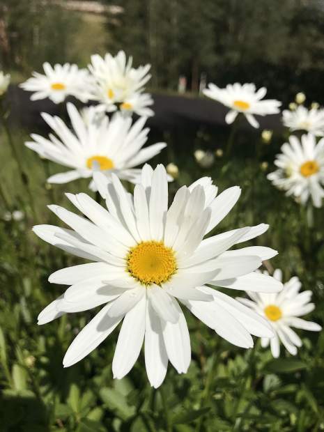 PHOTOS: Summit County Garden Tour features flowers in Frisco ...