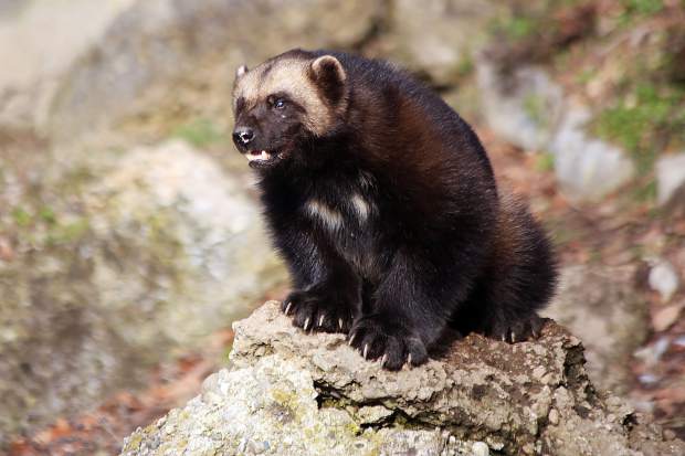 Wolverine returning to Colorado? Federal bureaucracy stands in the way ...