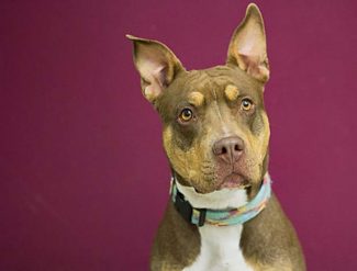 Summit County Animal Shelter offering half-price adoptions through Sept ...