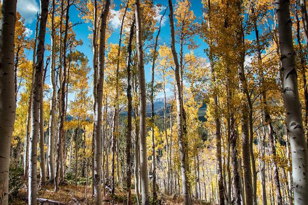 Why do leaves change color? The science behind fall foliage and best ...