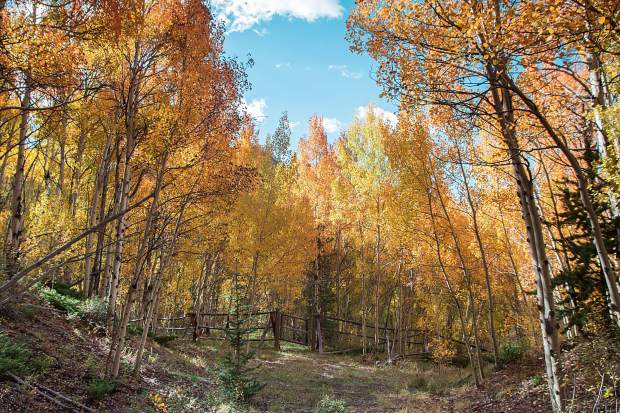 Why do leaves change color? The science behind fall foliage and best ...