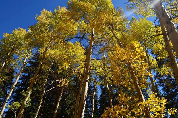 Best fall hikes for aspen leaves in Summit County (before they’re gone ...