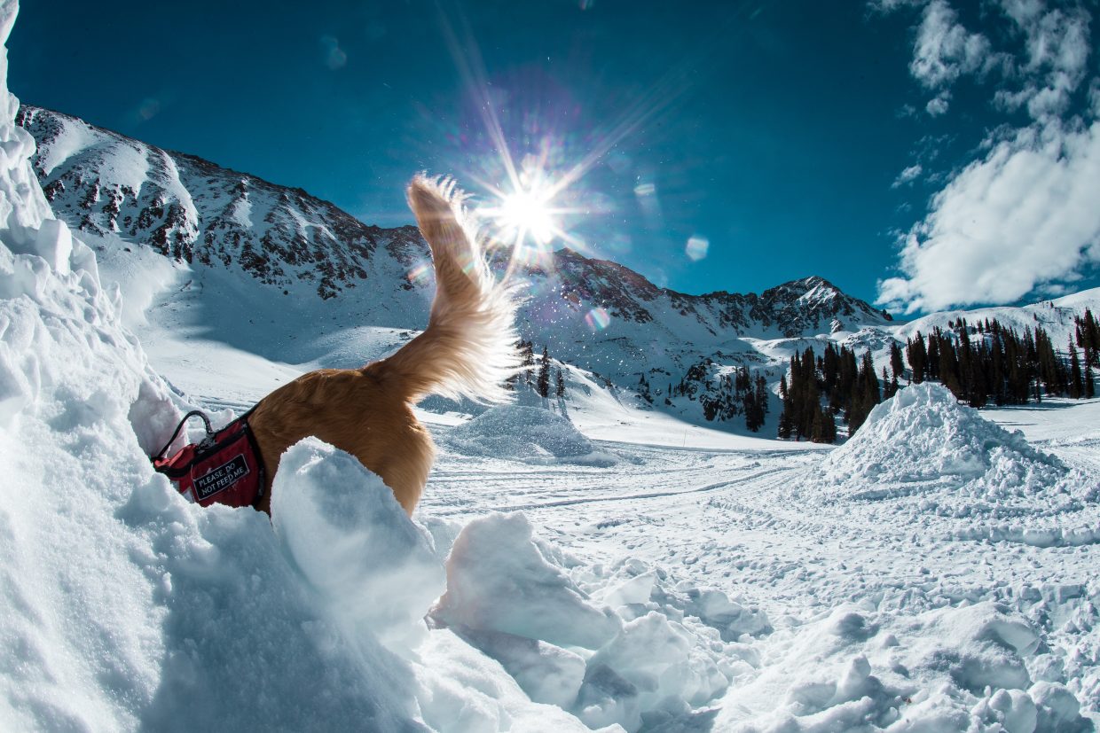 Summit County avalanche rescue dogs train to save lives | SummitDaily.com