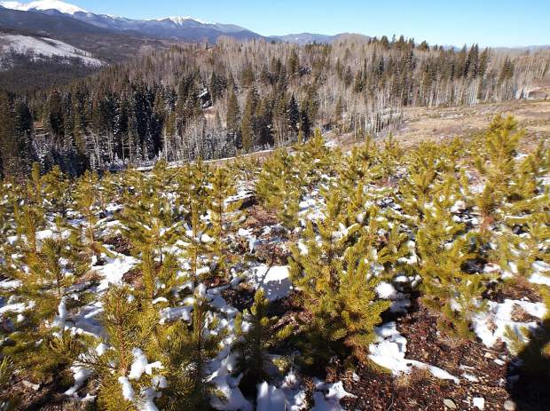 Forest Service accepting proposals for Forest Legacy Program ...