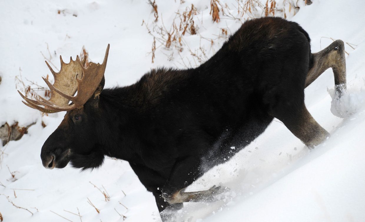 Steamboat Springs moose now tracked by satellite | SummitDaily.com