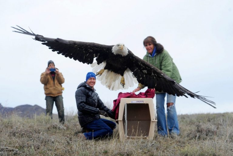 Bald eagle population recovery celebrated, but another threat remains ...