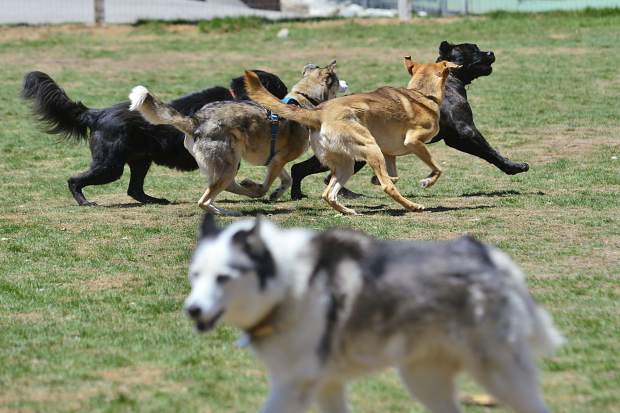 Breckenridge to roll out dog park regulations amid upgrade project ...