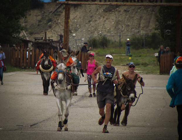 ‘This is not a human race’: At Frisco talk, burro racers describe key ...
