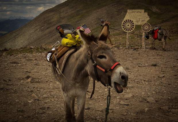 ‘This is not a human race’: At Frisco talk, burro racers describe key ...