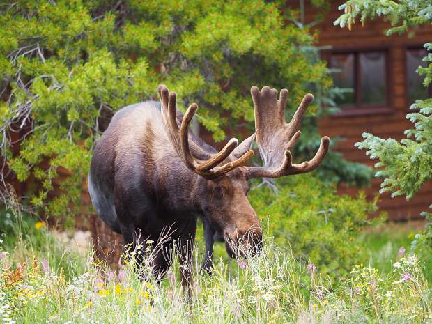 Reader photos: Moose, goats and birds visit Summit County | SummitDaily.com
