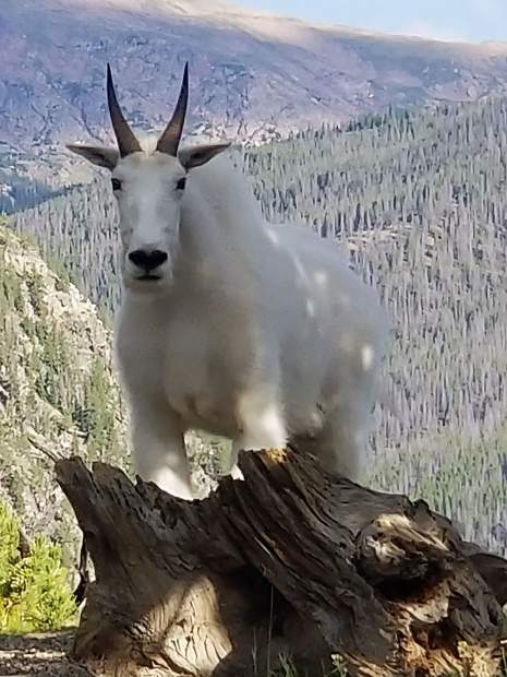 Reader photos: Moose, goats and birds visit Summit County | SummitDaily.com