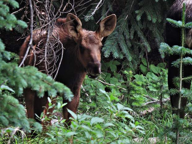 Reader photos: Moose, goats and birds visit Summit County | SummitDaily.com